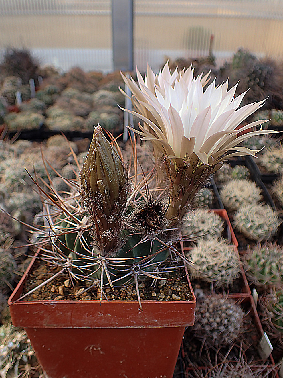 Lobivia ferox :: Kaktusy-sukulenty-masozravky