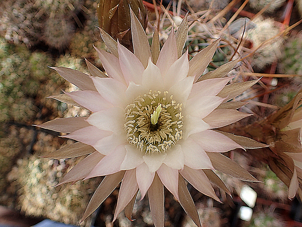 Lobivia ferox :: Kaktusy-sukulenty-masozravky