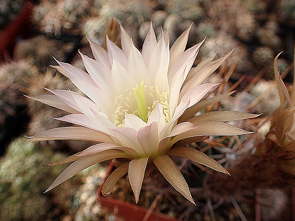 Lobivia ferox :: Kaktusy-sukulenty-masozravky