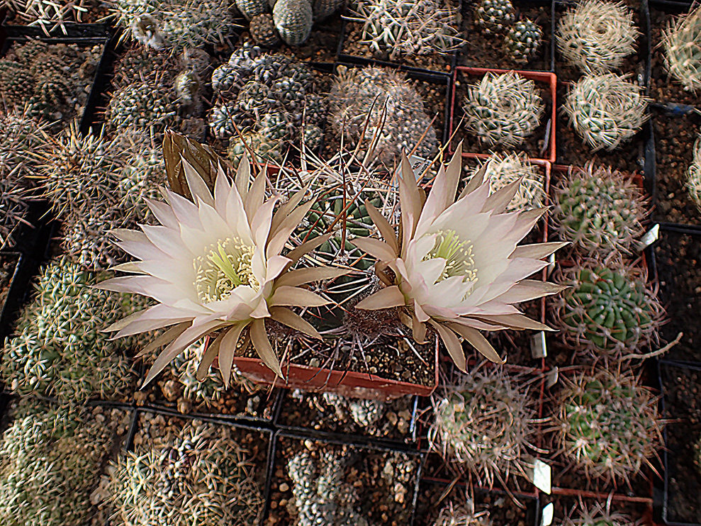 Lobivia ferox :: Kaktusy-sukulenty-masozravky