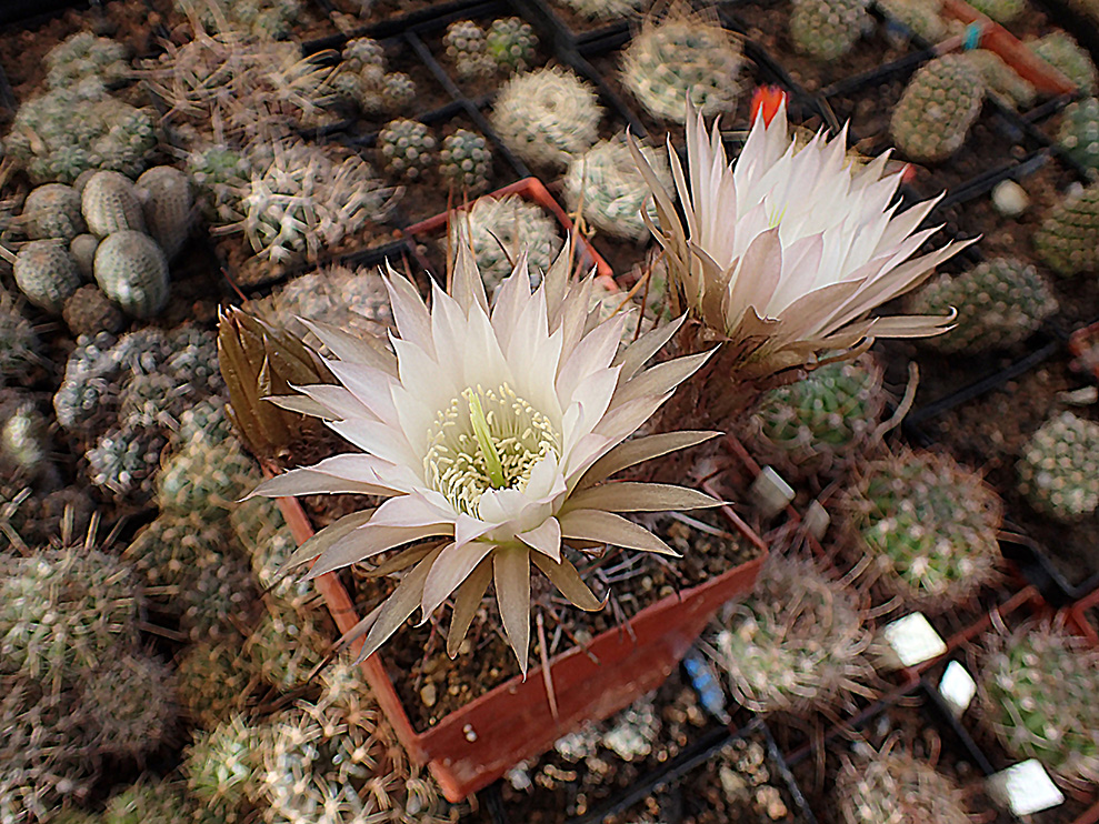 Lobivia ferox :: Kaktusy-sukulenty-masozravky
