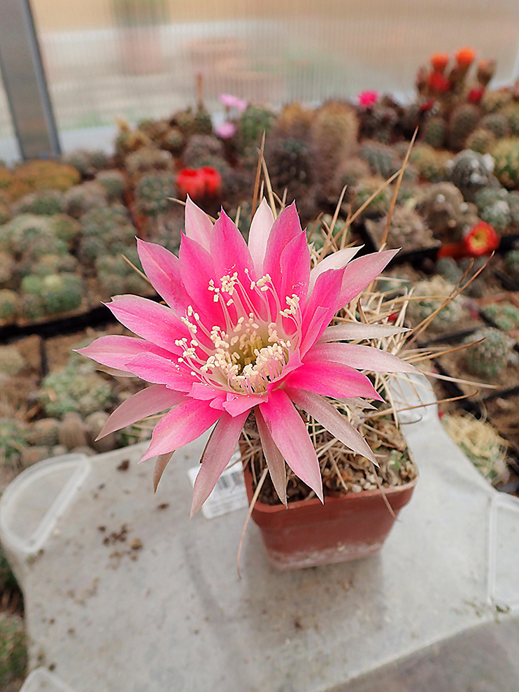 Lobivia ferox :: Kaktusy-sukulenty-masozravky