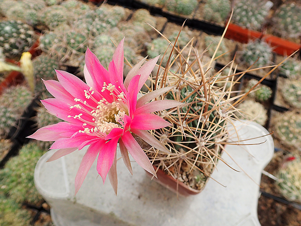 Lobivia ferox :: Kaktusy-sukulenty-masozravky