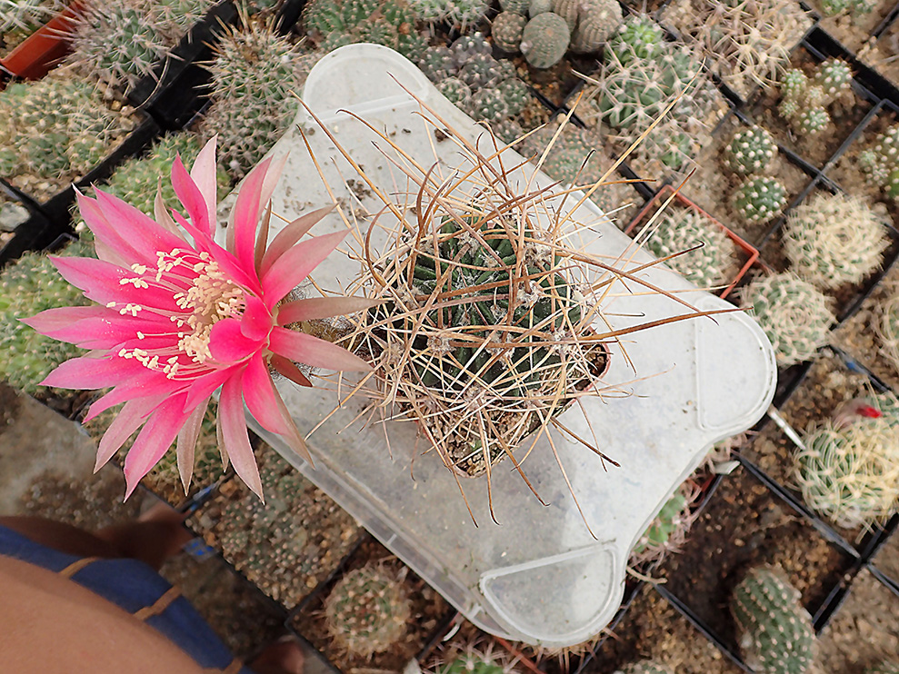 Lobivia ferox :: Kaktusy-sukulenty-masozravky