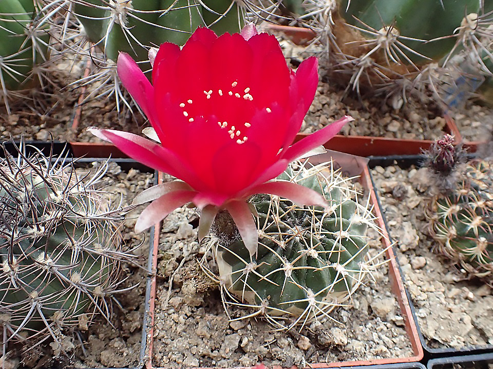 Lobivia cinnabarina - variety :: Kaktusy-sukulenty-masozravky
