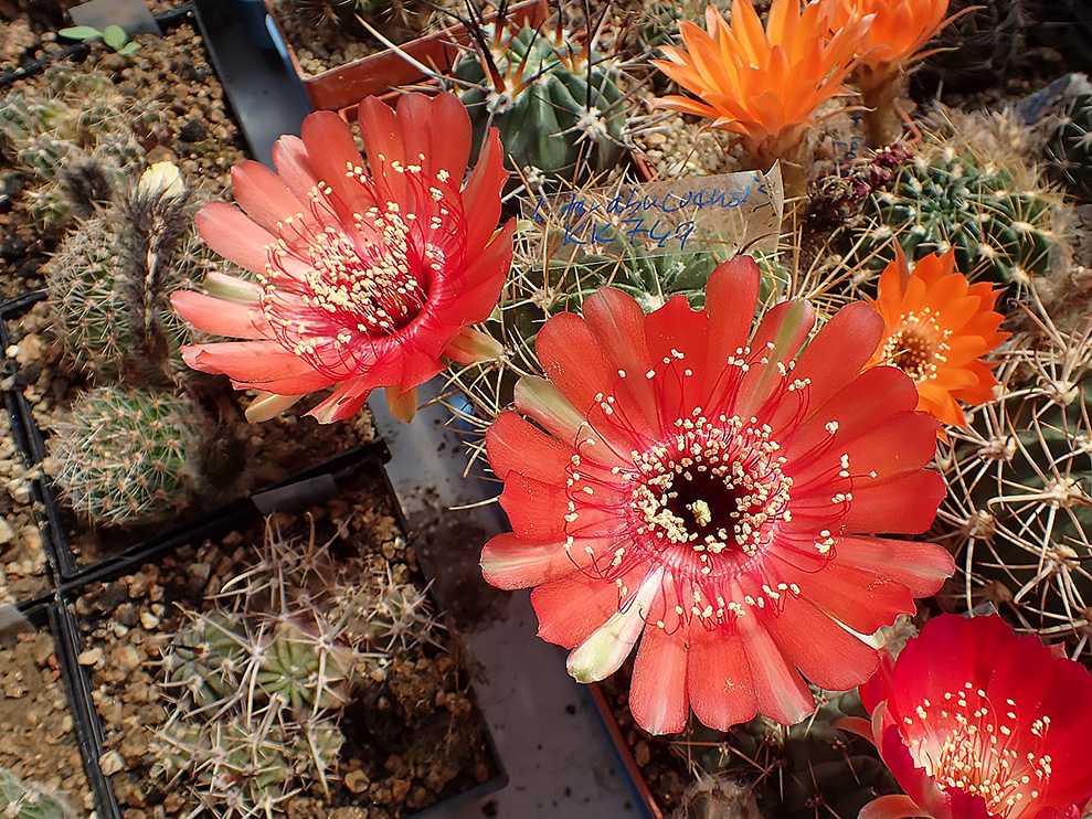 Lobivia cinnabarina - variety :: Kaktusy-sukulenty-masozravky