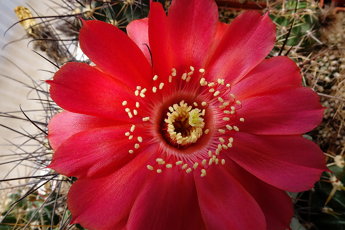 Lobivia haematantha :: Kaktusy-sukulenty-masozravky