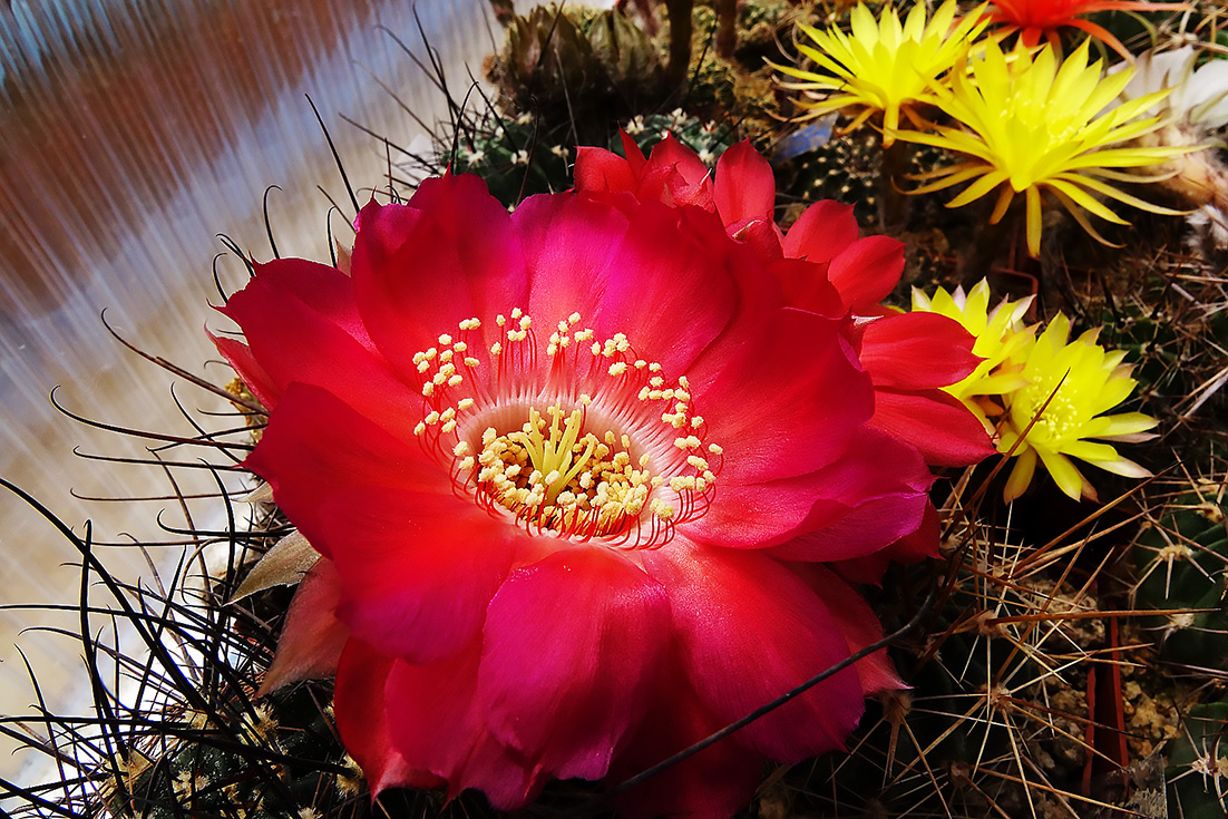 Lobivia haematantha :: Kaktusy-sukulenty-masozravky