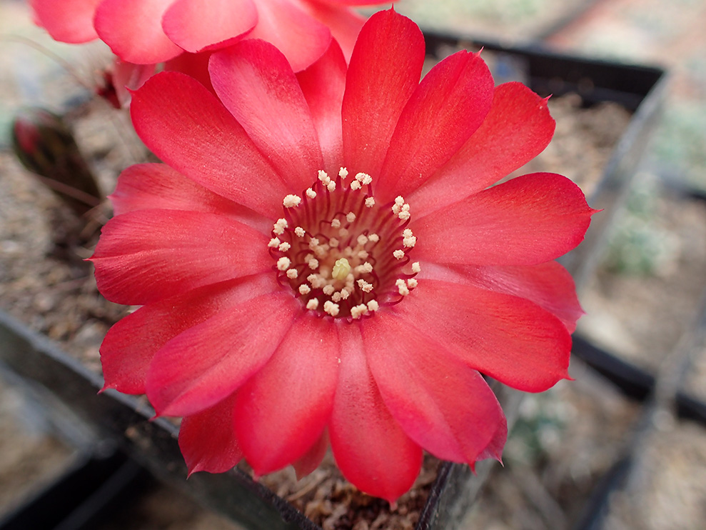 Lobivia saltensis :: Kaktusy-sukulenty-masozravky