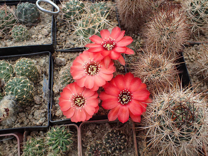 Lobivia saltensis :: Kaktusy-sukulenty-masozravky