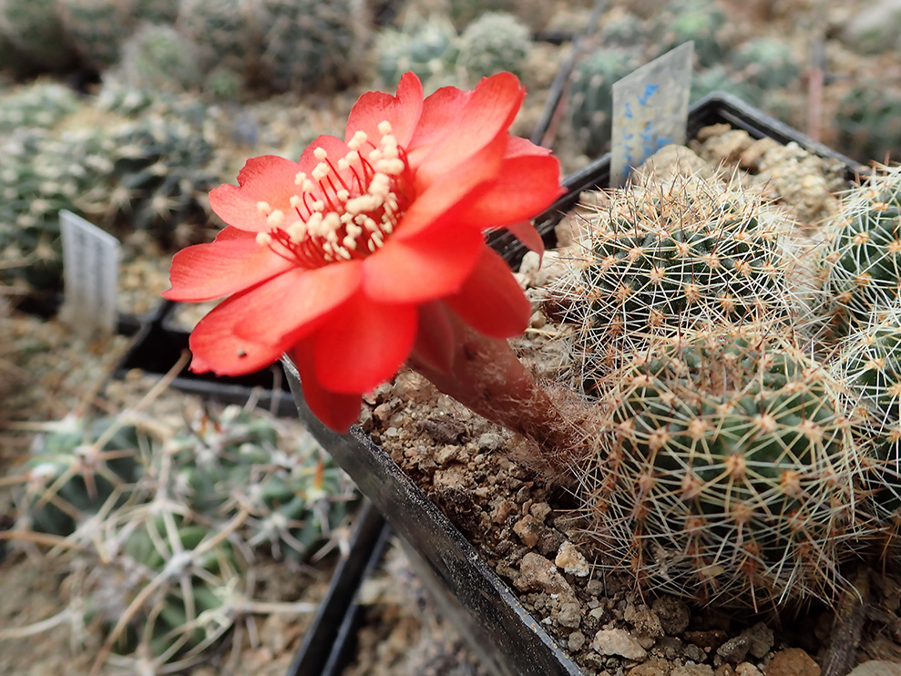 Lobivia saltensis :: Kaktusy-sukulenty-masozravky