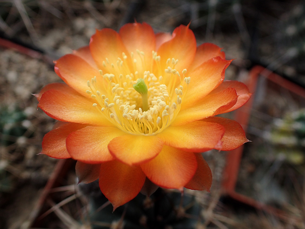Lobivia haematantha - variety :: Kaktusy-sukulenty-masozravky