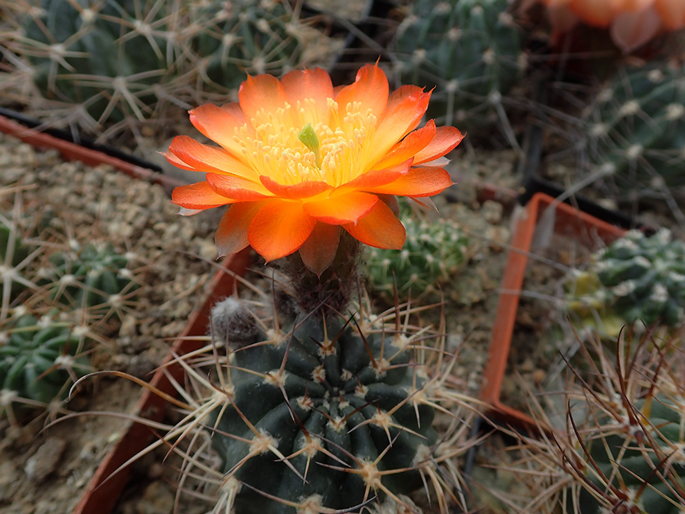 Lobivia haematantha - variety :: Kaktusy-sukulenty-masozravky