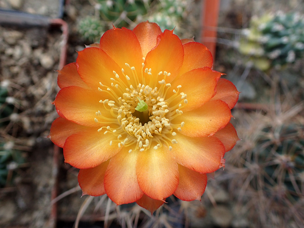 Lobivia haematantha - variety :: Kaktusy-sukulenty-masozravky