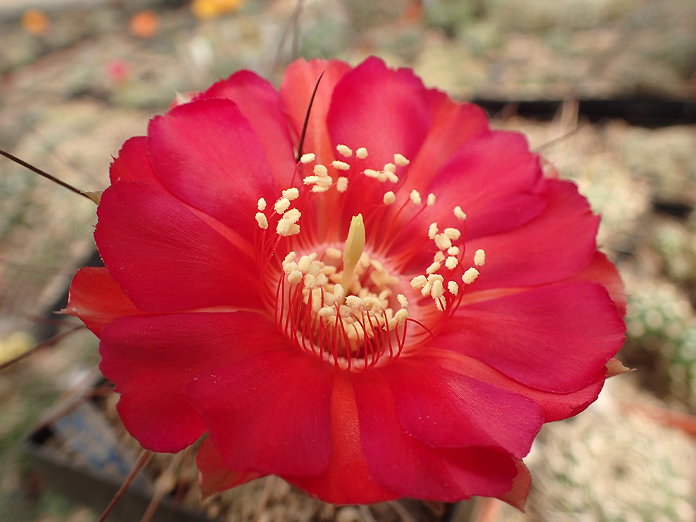 Lobivia haematantha :: Kaktusy-sukulenty-masozravky