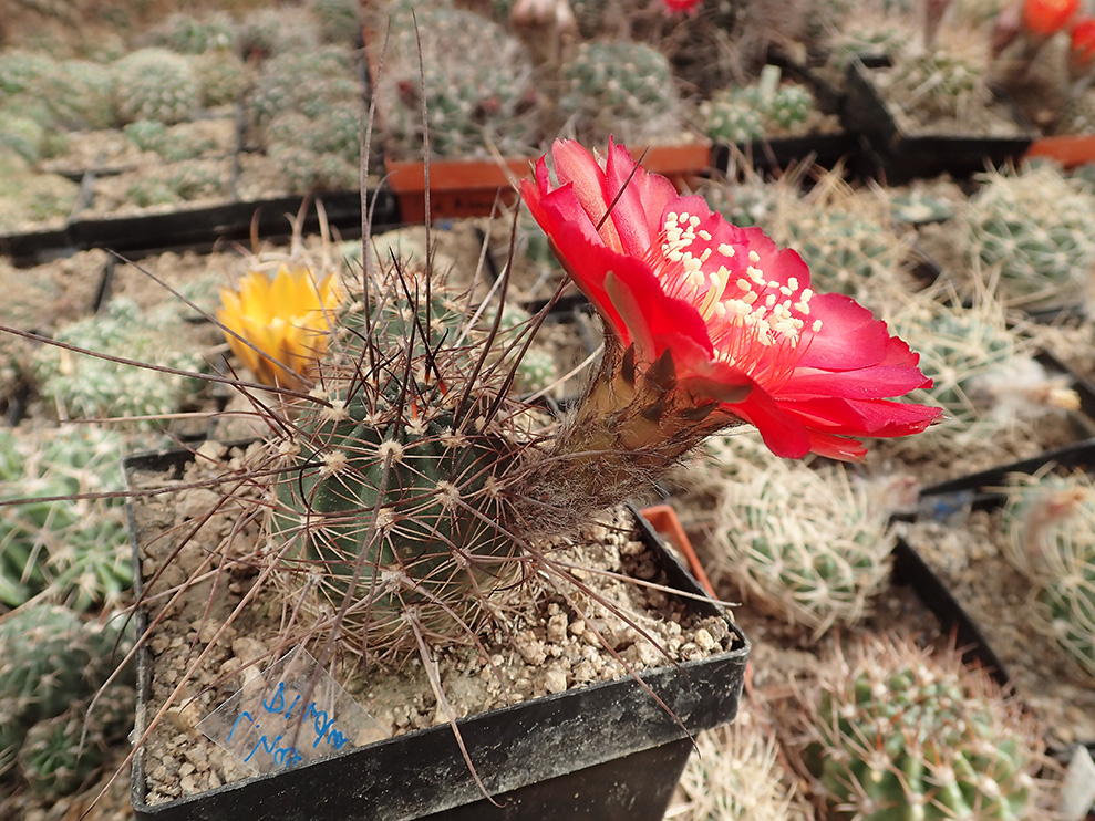 Lobivia haematantha :: Kaktusy-sukulenty-masozravky