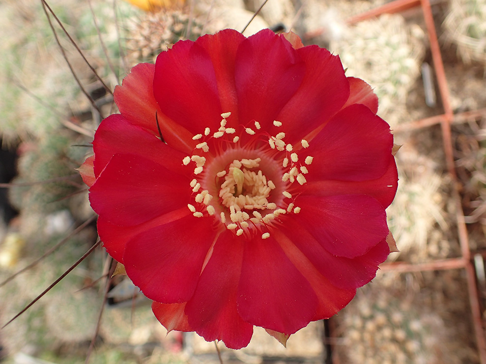 Lobivia haematantha :: Kaktusy-sukulenty-masozravky