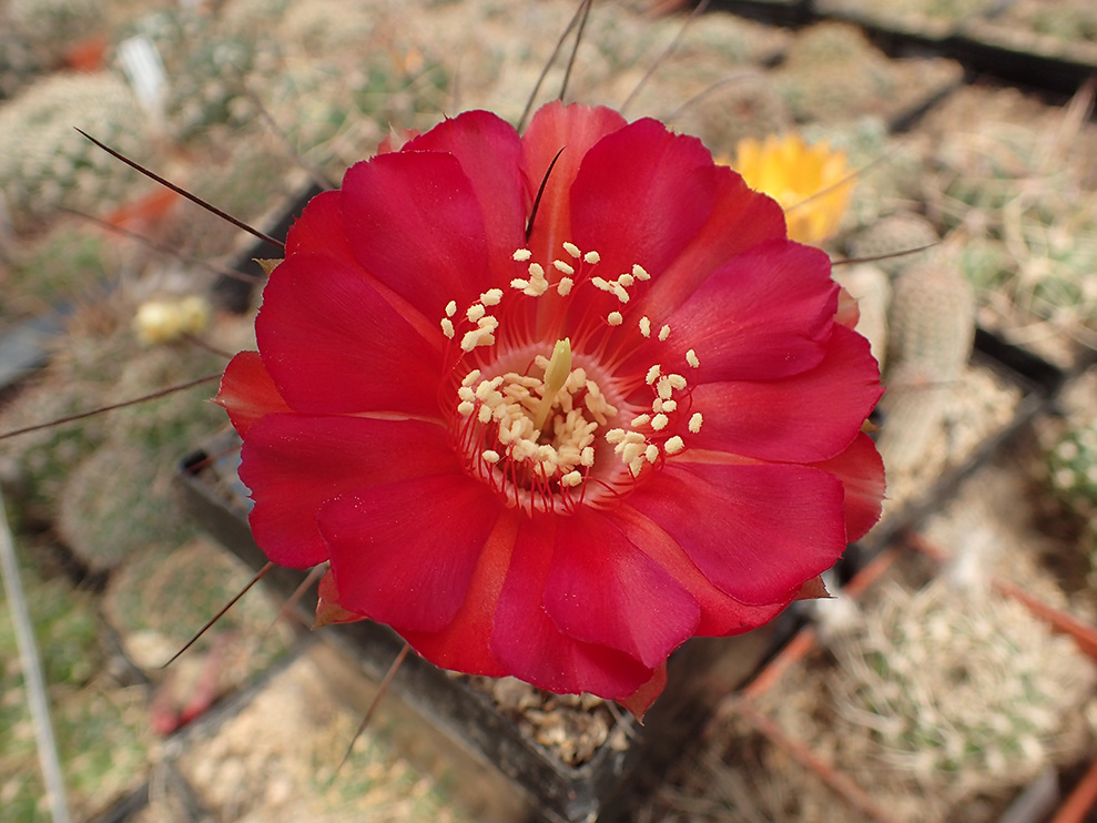 Lobivia haematantha :: Kaktusy-sukulenty-masozravky