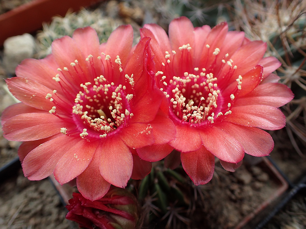 Lobivia cinnabarina - variety :: Kaktusy-sukulenty-masozravky