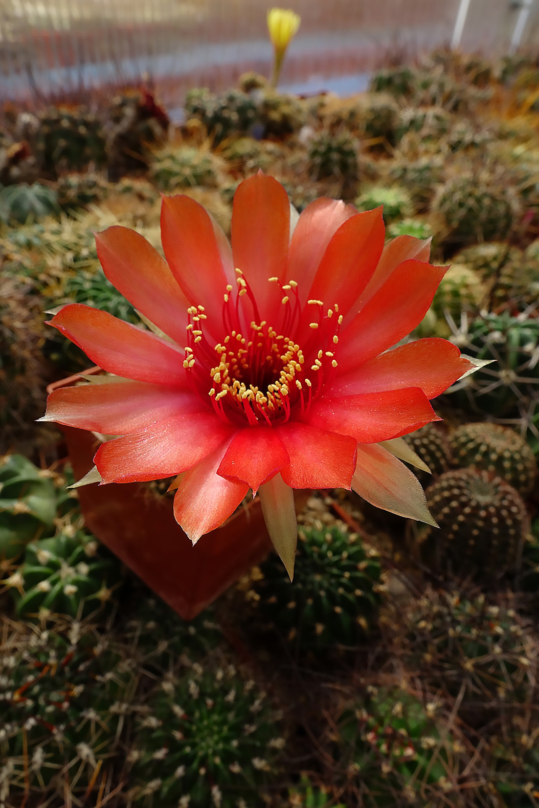 Lobivia arachnacantha - variety :: Kaktusy-sukulenty-masozravky