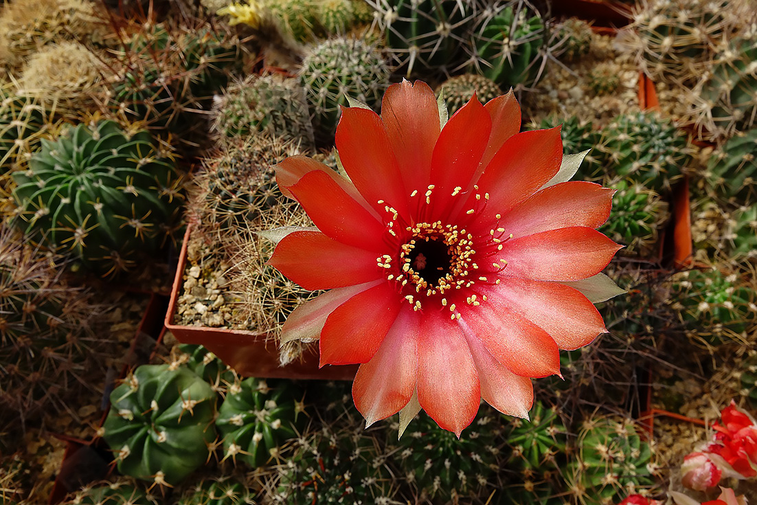 Lobivia arachnacantha - variety :: Kaktusy-sukulenty-masozravky