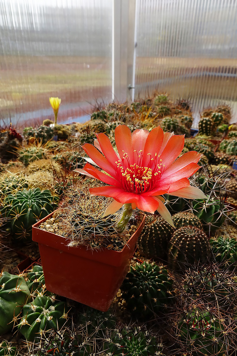 Lobivia arachnacantha - variety :: Kaktusy-sukulenty-masozravky
