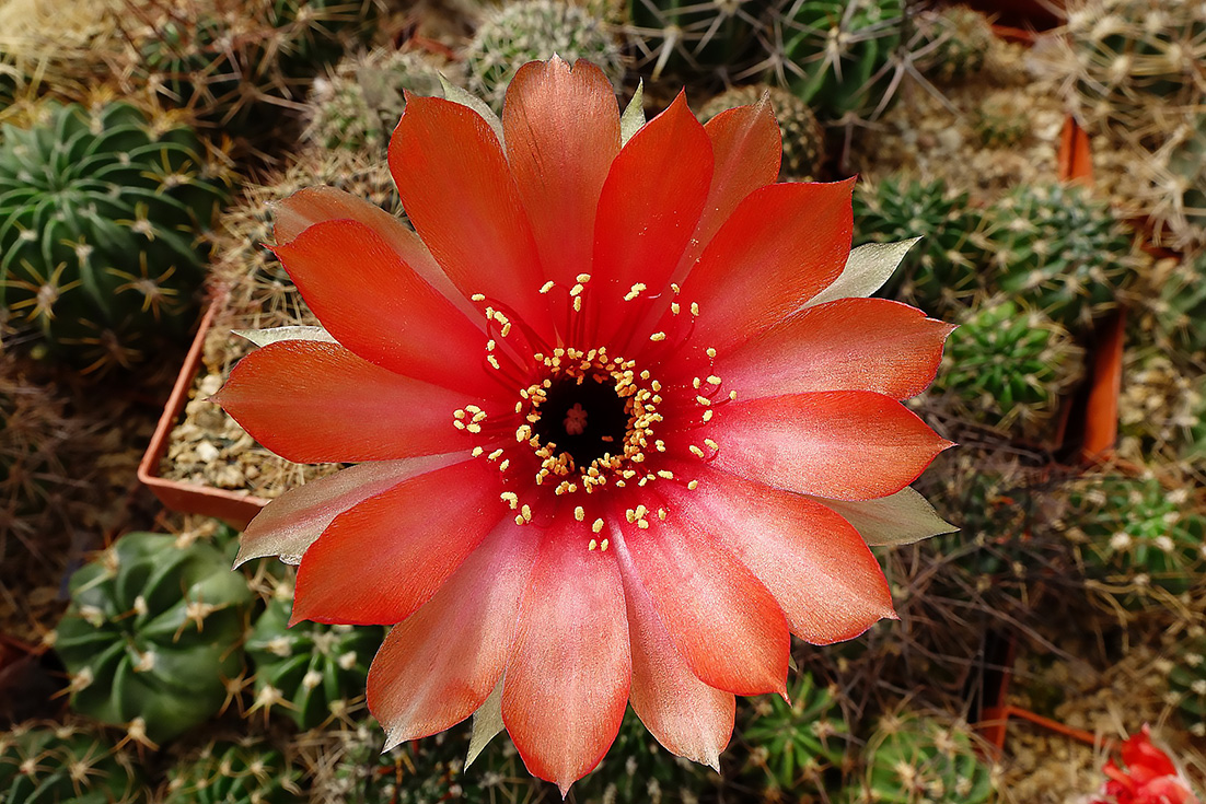 Lobivia arachnacantha - variety :: Kaktusy-sukulenty-masozravky