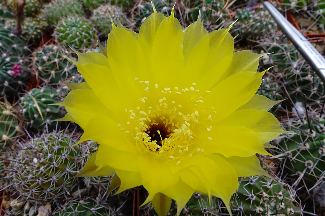 Lobivia aurea :: Kaktusy-sukulenty-masozravky