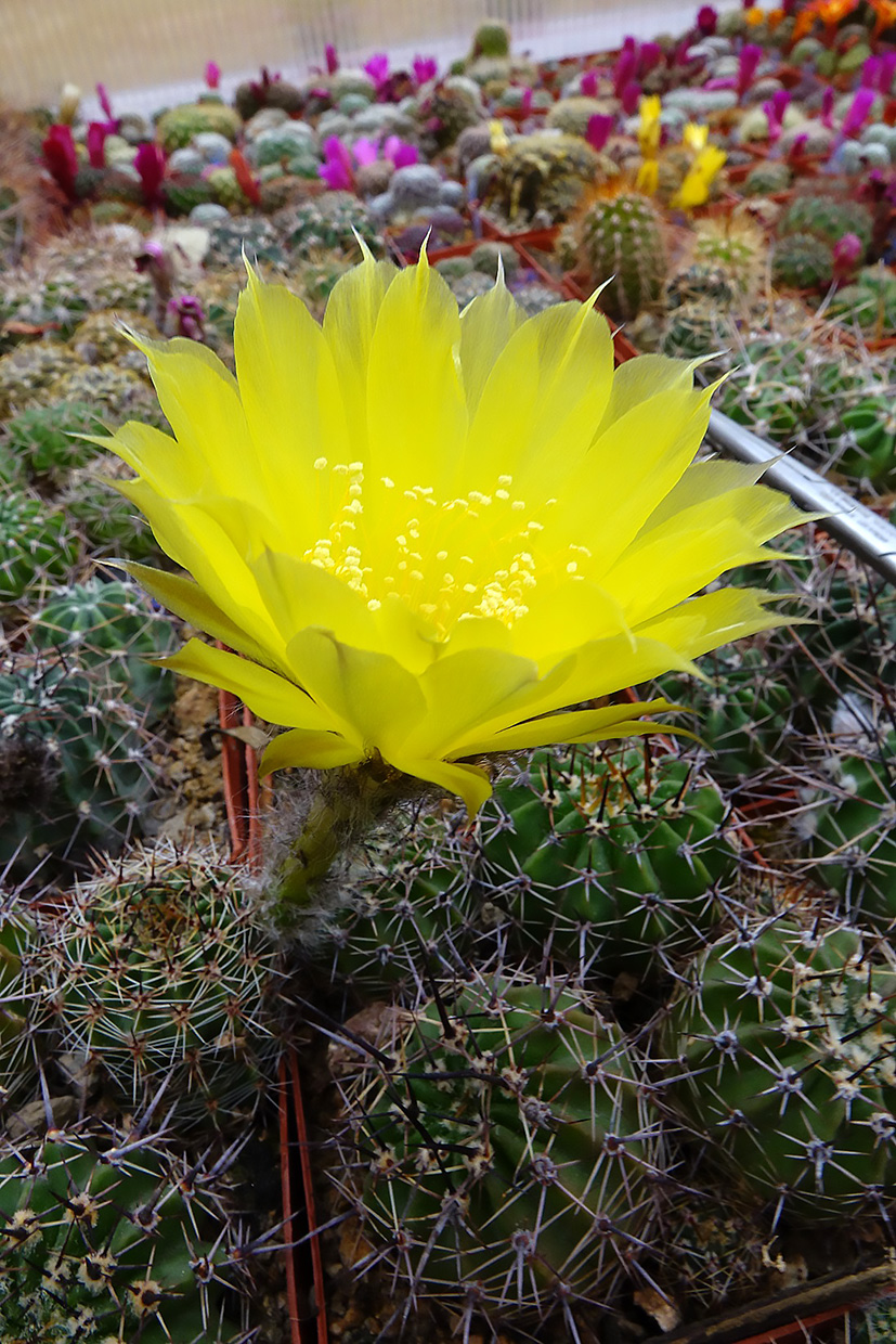 Lobivia aurea :: Kaktusy-sukulenty-masozravky