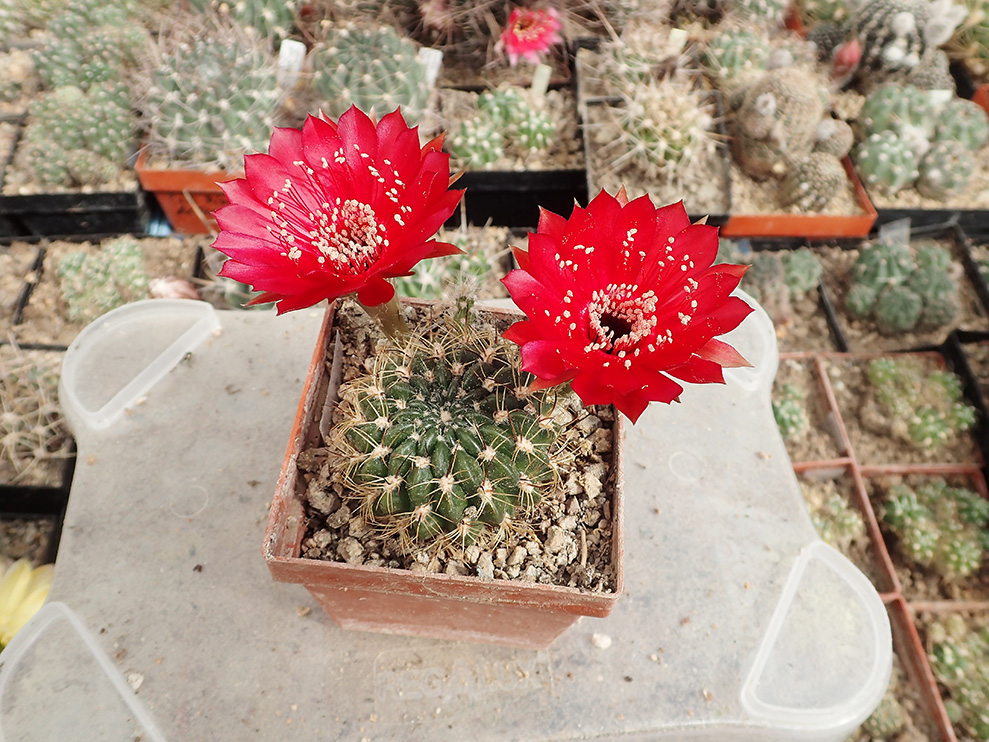 Lobivia cinnabarina - variety :: Kaktusy-sukulenty-masozravky