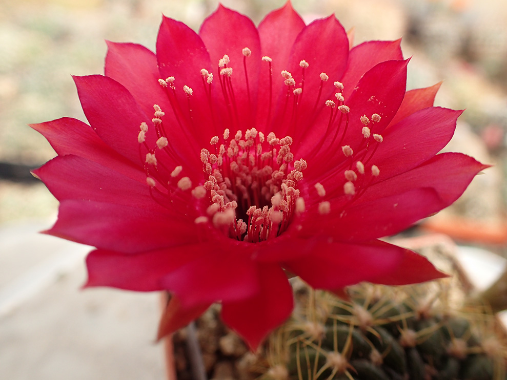 Lobivia cinnabarina - variety :: Kaktusy-sukulenty-masozravky