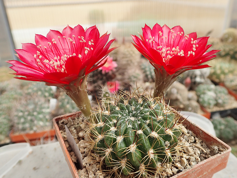 Lobivia cinnabarina - variety :: Kaktusy-sukulenty-masozravky