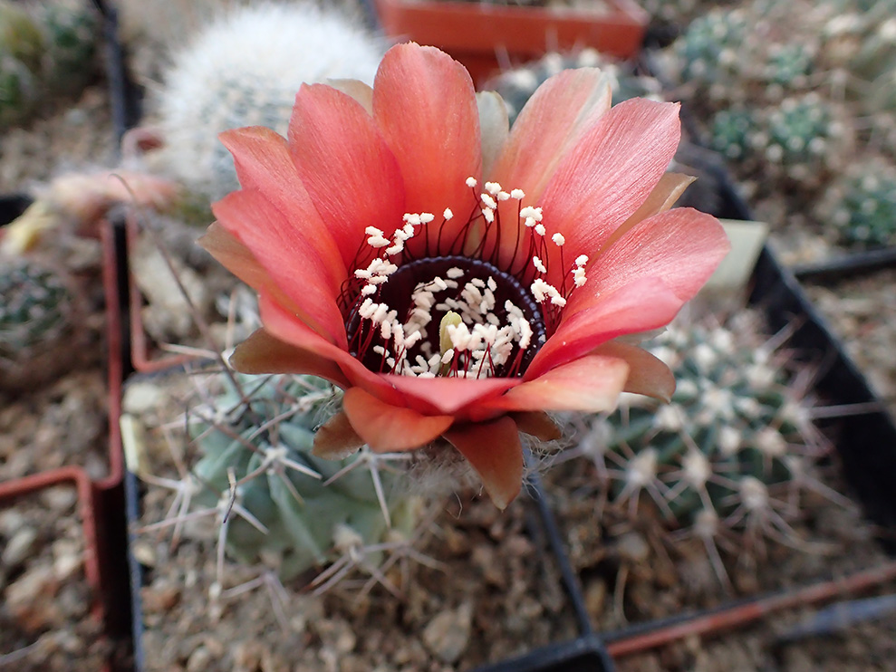 Lobivia jajoana - variety :: Kaktusy-sukulenty-masozravky