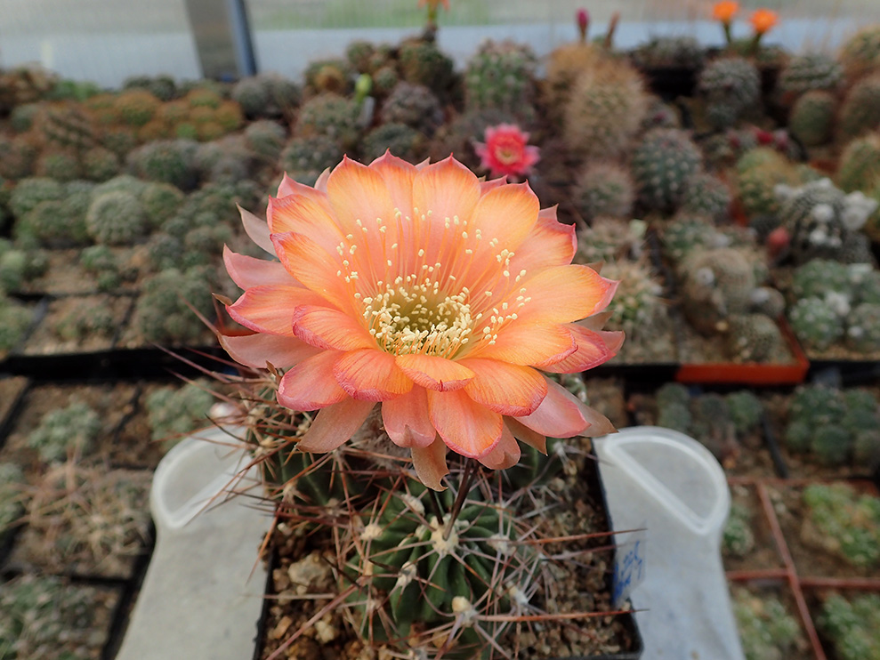 Lobivia ferox :: Kaktusy-sukulenty-masozravky