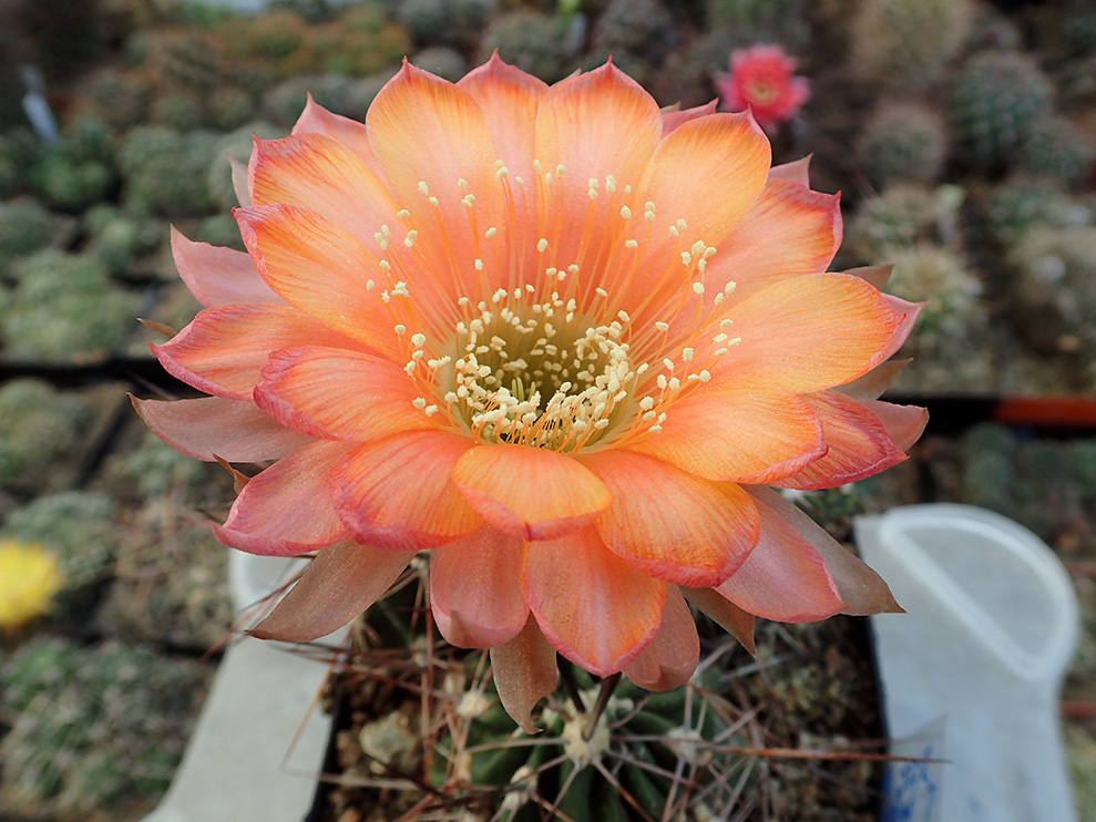 Lobivia ferox :: Kaktusy-sukulenty-masozravky