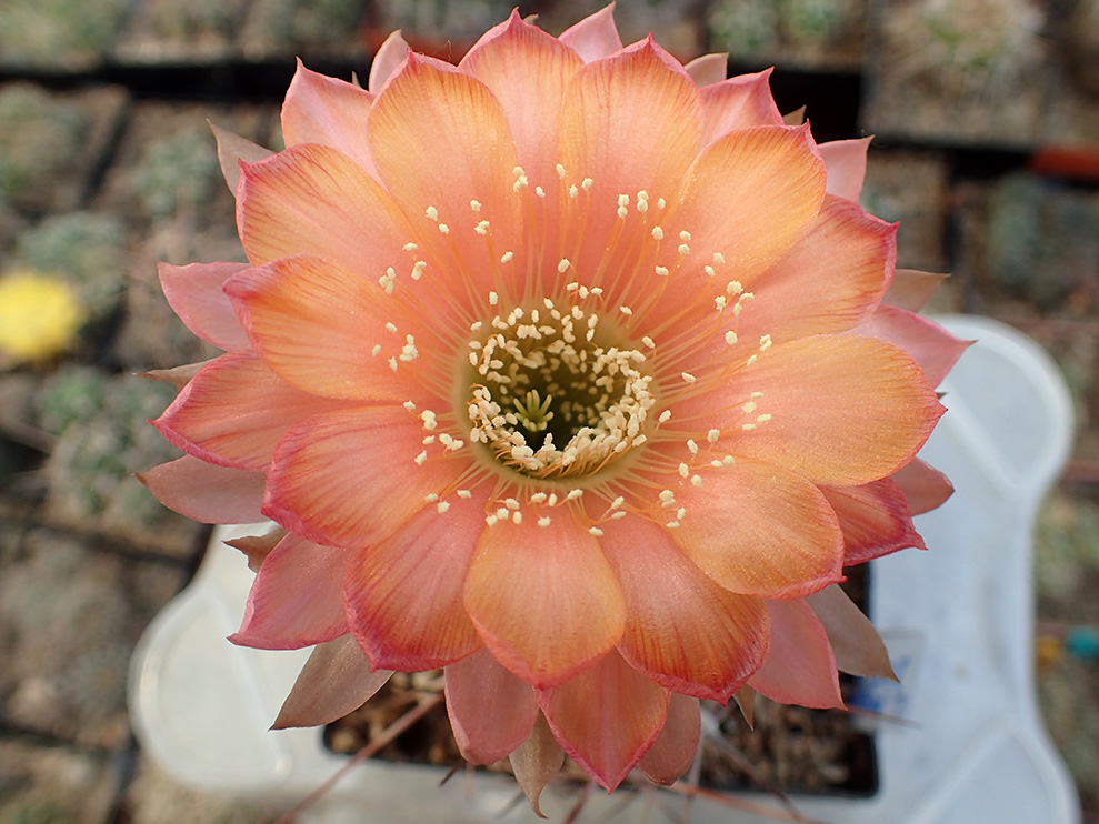 Lobivia ferox :: Kaktusy-sukulenty-masozravky