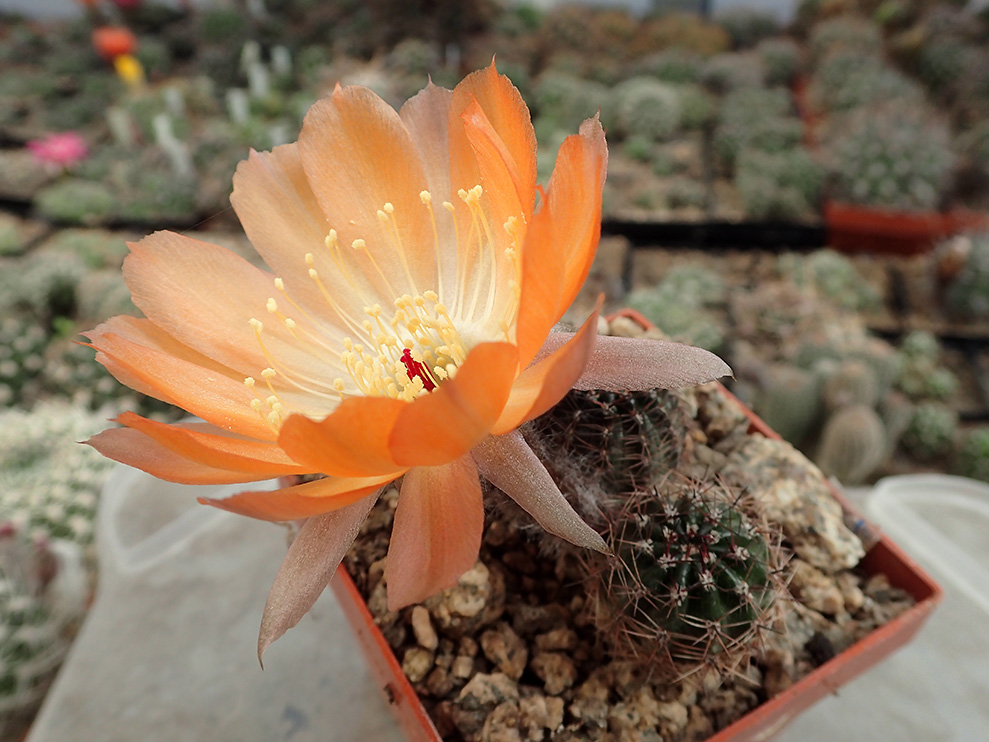 Lobivia haematantha - variety :: Kaktusy-sukulenty-masozravky