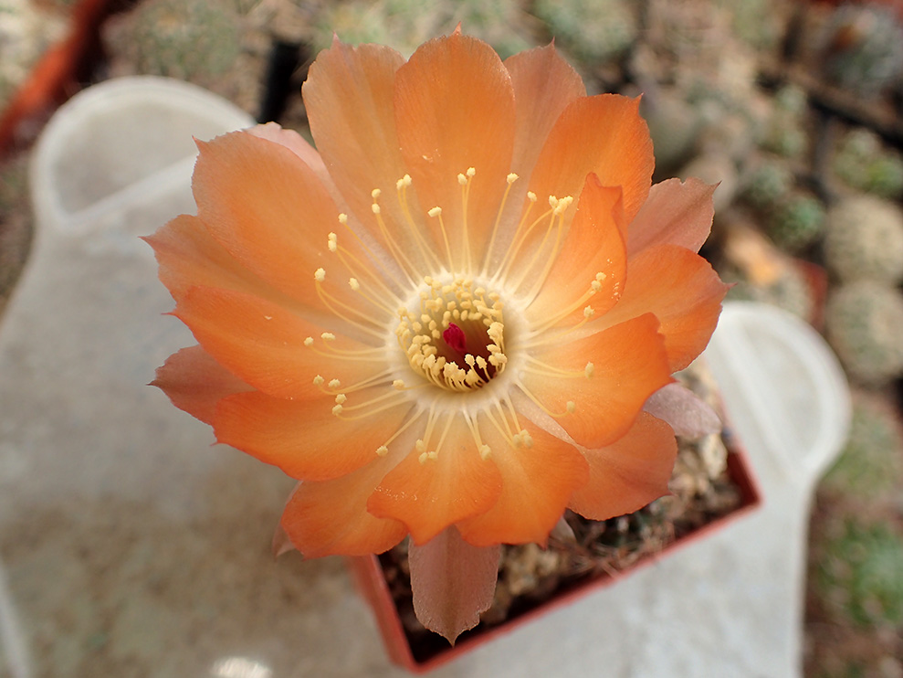 Lobivia haematantha - variety :: Kaktusy-sukulenty-masozravky