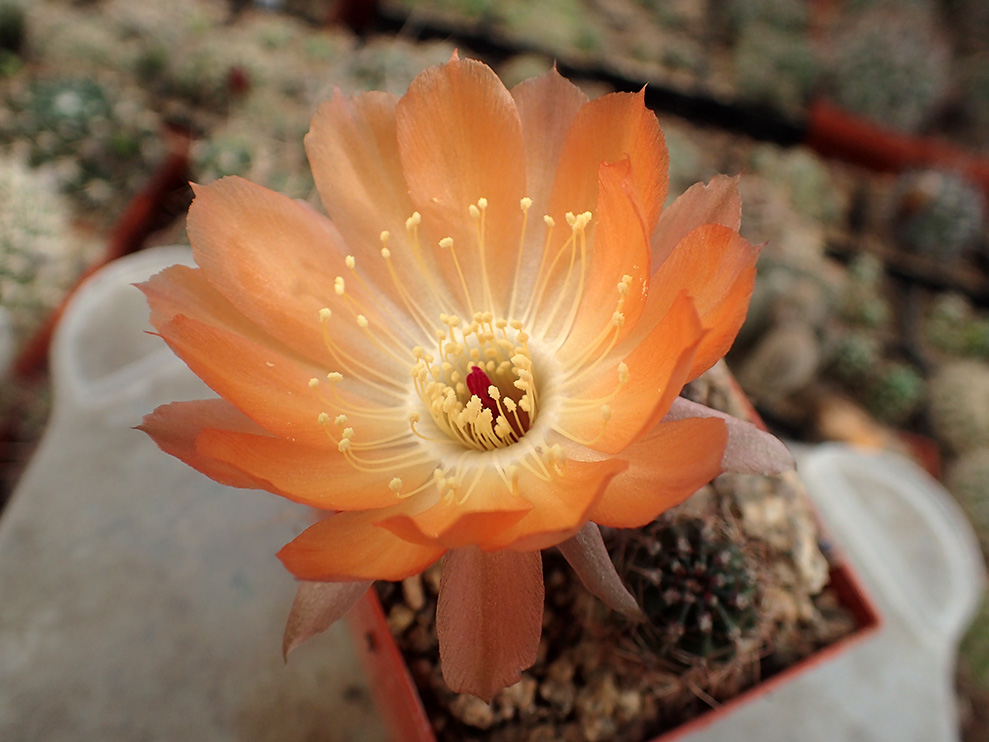 Lobivia haematantha - variety :: Kaktusy-sukulenty-masozravky