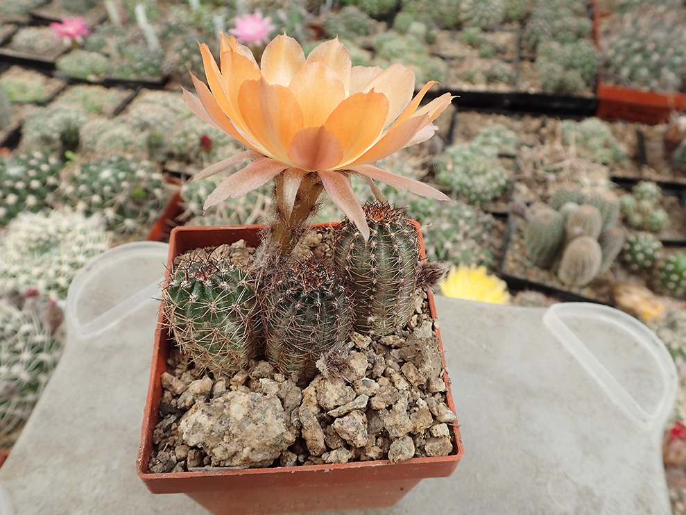 Lobivia haematantha - variety :: Kaktusy-sukulenty-masozravky