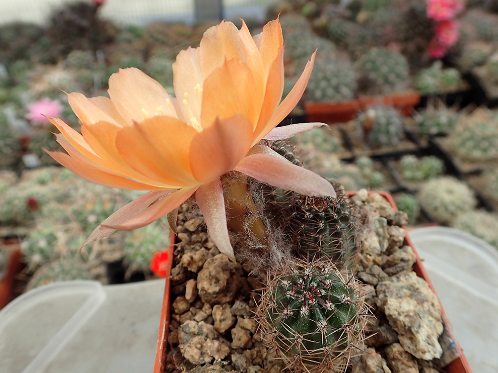 Lobivia haematantha - variety :: Kaktusy-sukulenty-masozravky