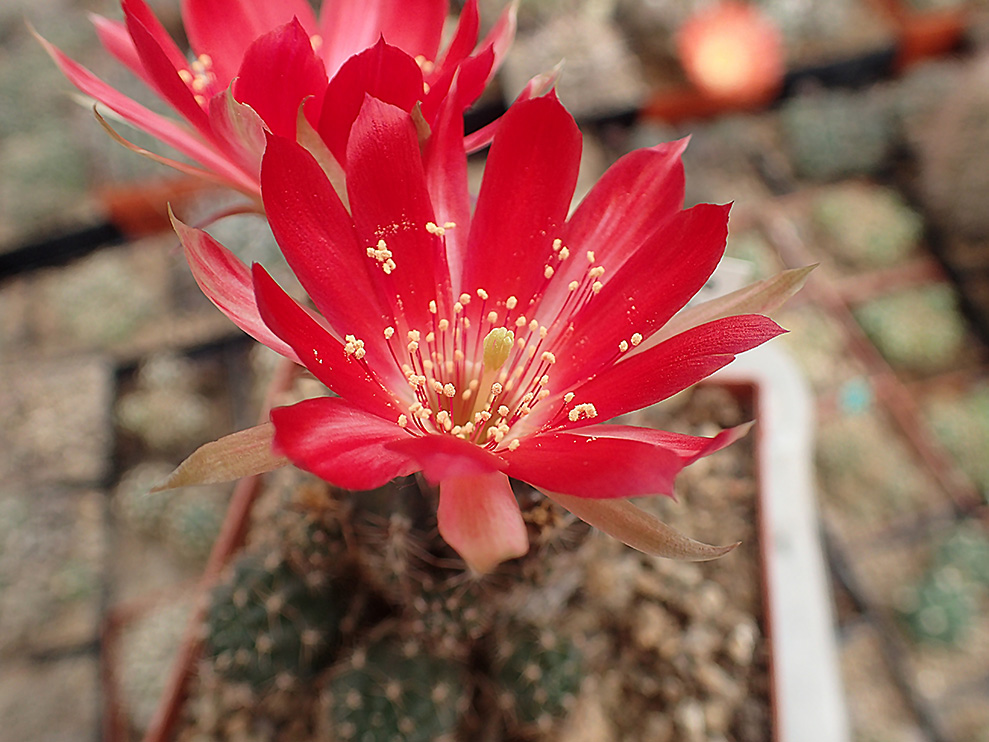 Lobivia hertrichiana :: Kaktusy-sukulenty-masozravky
