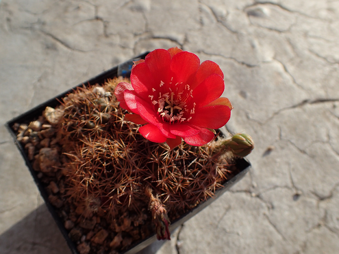 Lobivia arachnacantha - variety :: Kaktusy-sukulenty-masozravky