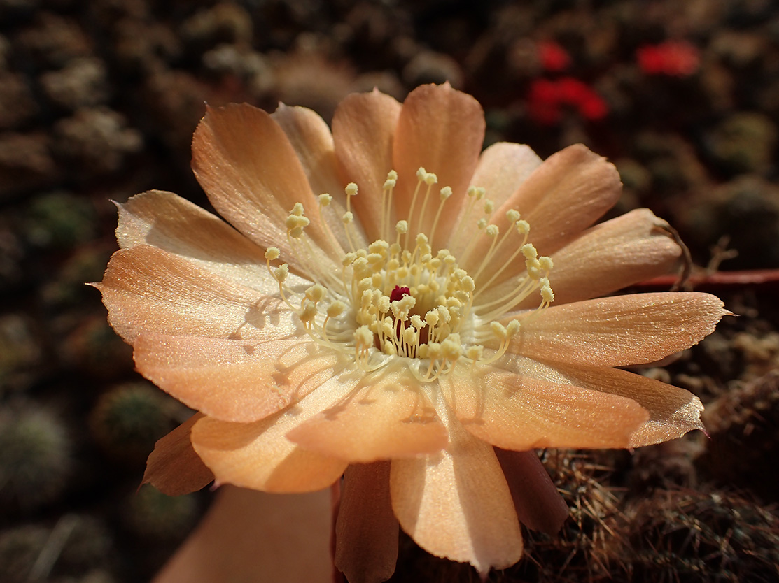 Lobivia haematantha - variety :: Kaktusy-sukulenty-masozravky