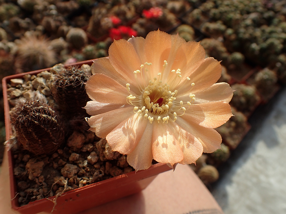 Lobivia haematantha - variety :: Kaktusy-sukulenty-masozravky