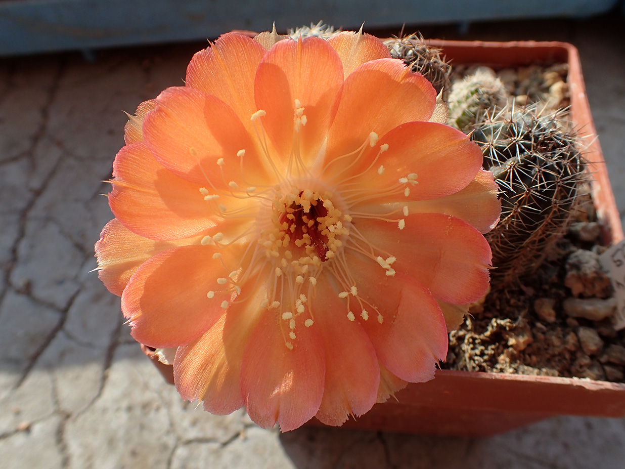 Lobivia haematantha - variety :: Kaktusy-sukulenty-masozravky