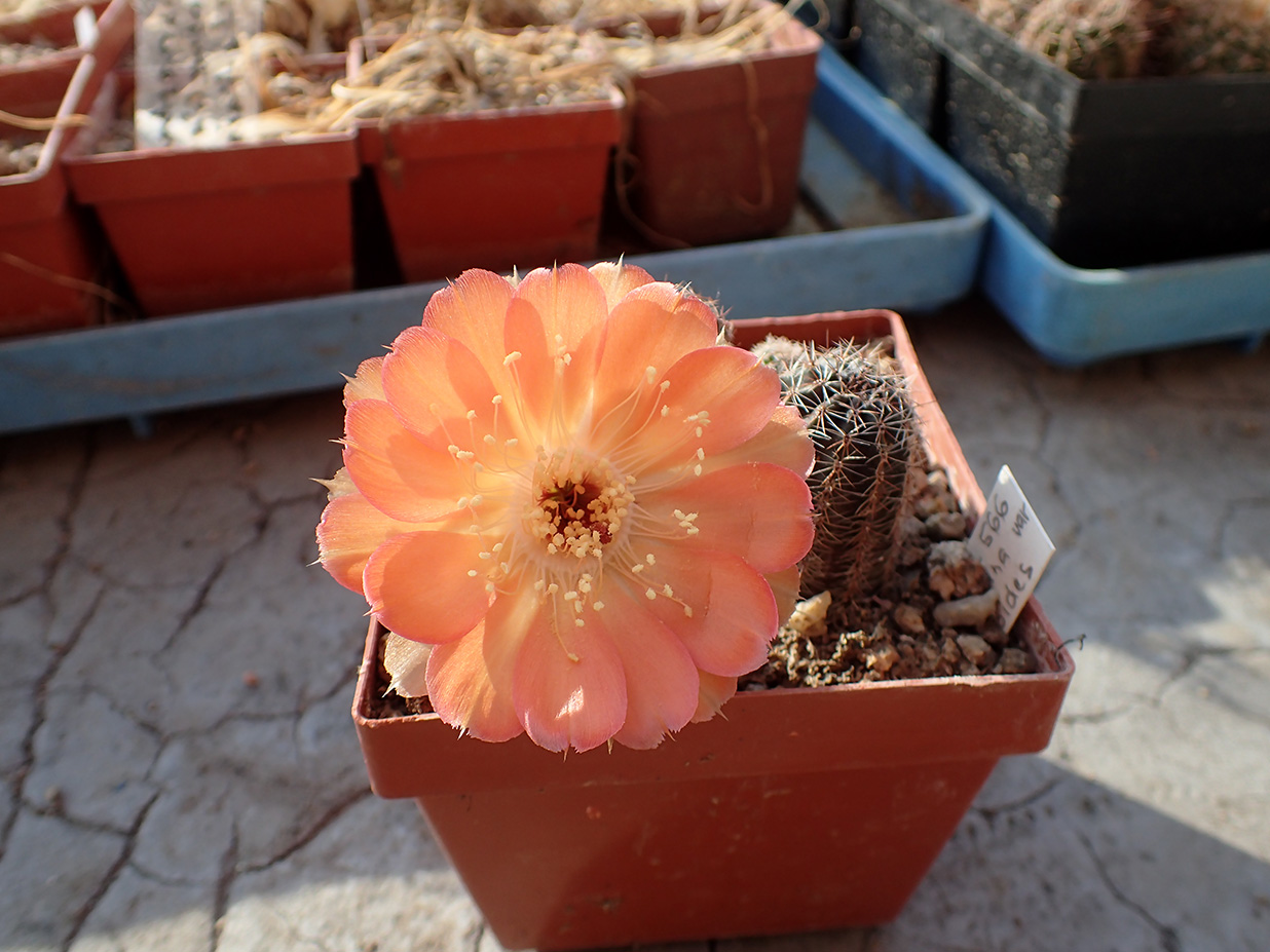 Lobivia haematantha - variety :: Kaktusy-sukulenty-masozravky