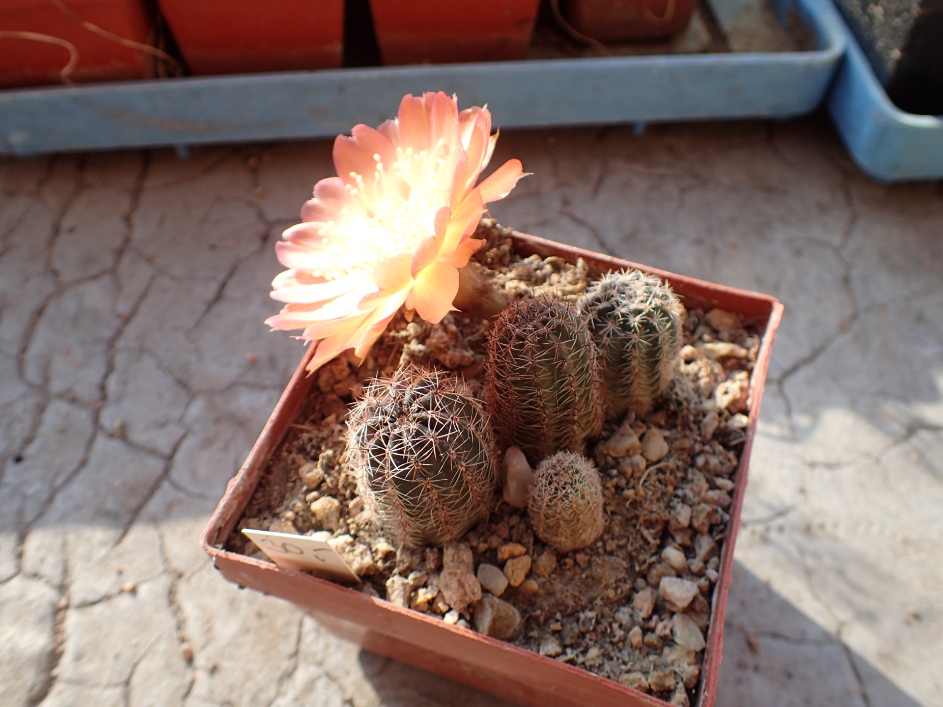 Lobivia haematantha - variety :: Kaktusy-sukulenty-masozravky