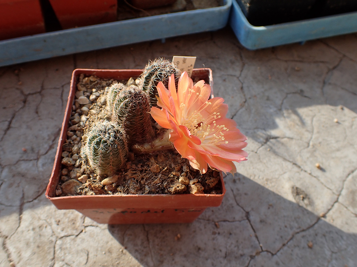Lobivia haematantha - variety :: Kaktusy-sukulenty-masozravky