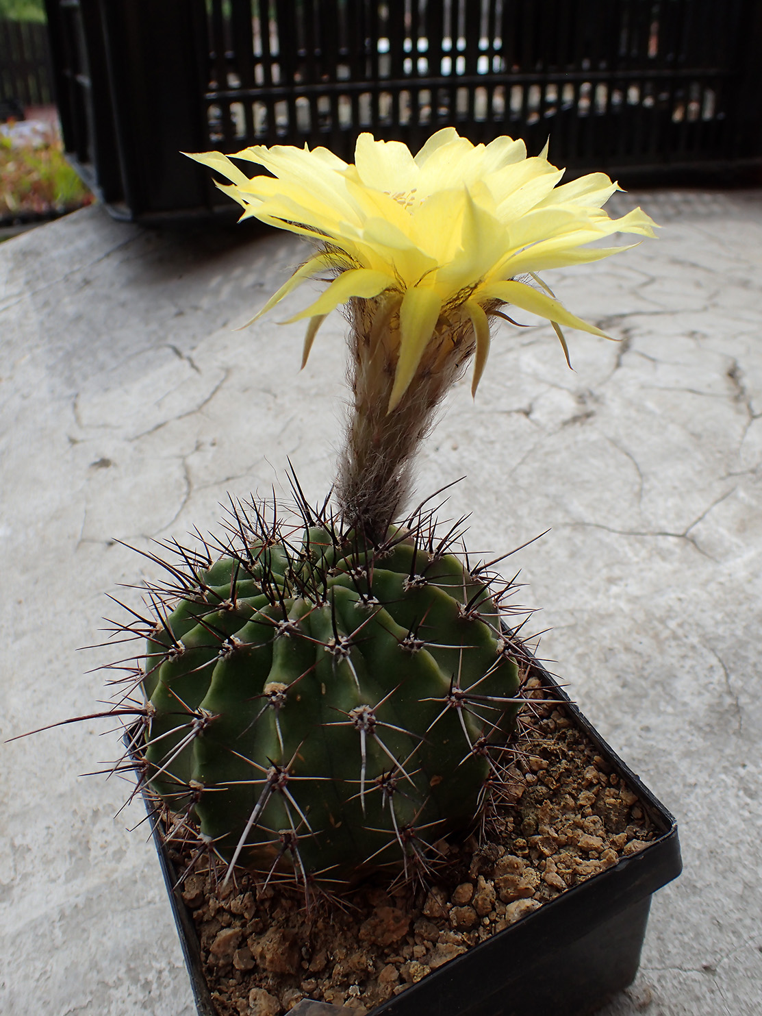 Lobivia aurea :: Kaktusy-sukulenty-masozravky